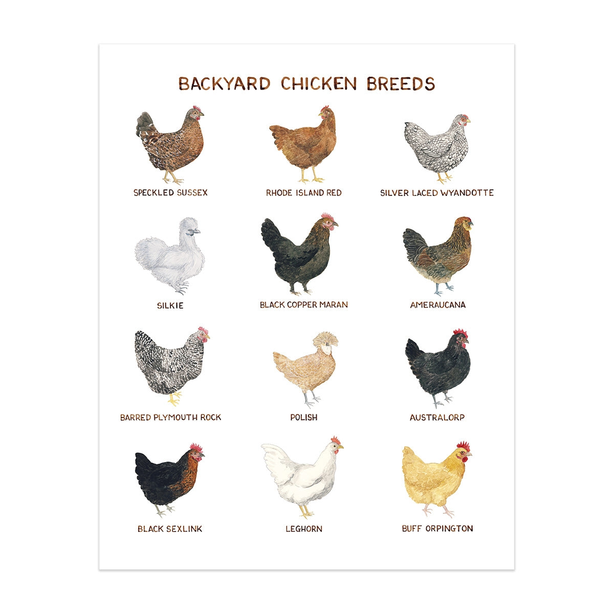 Chicken Breeds With Pictures And Names