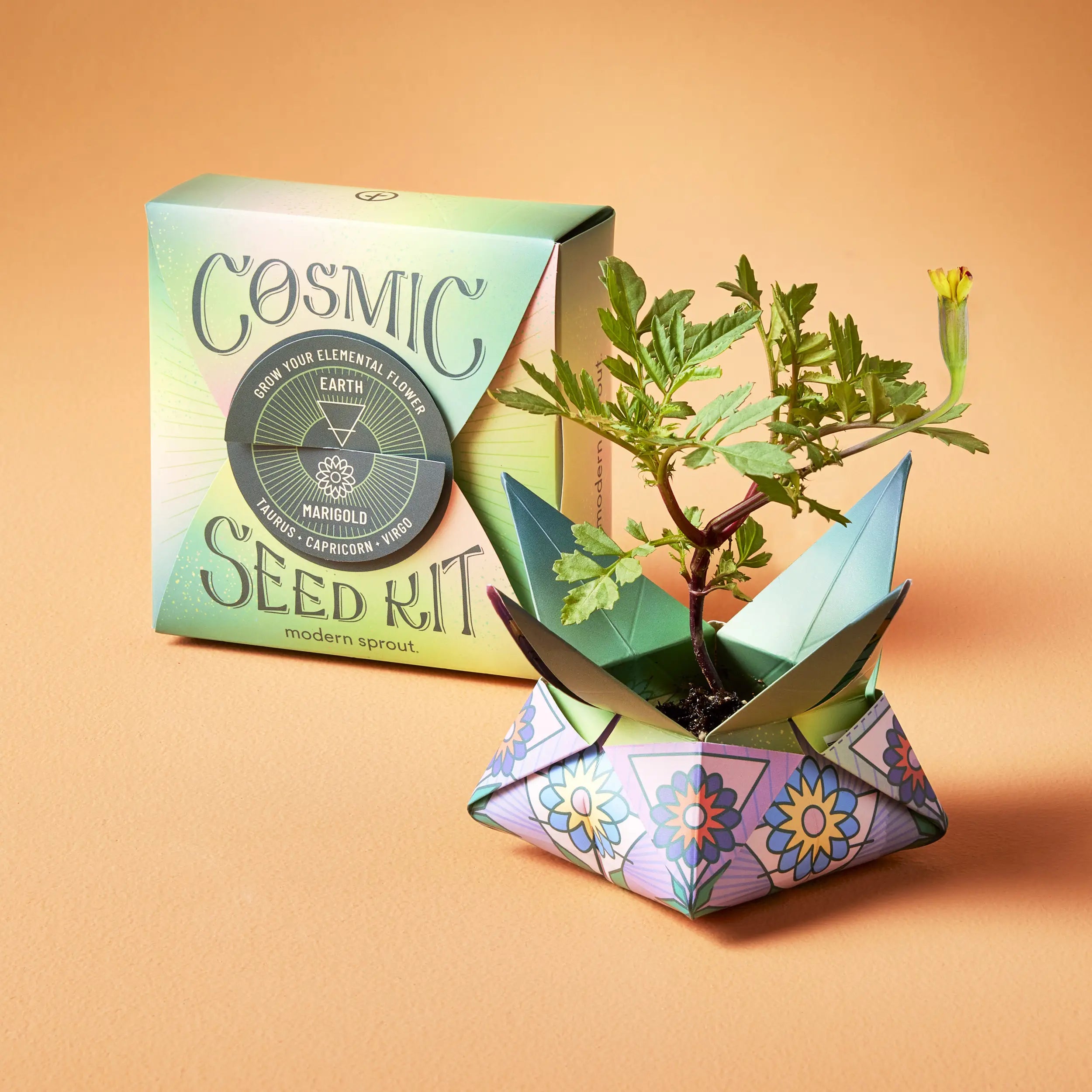 Marigold Cosmic Seed Kit